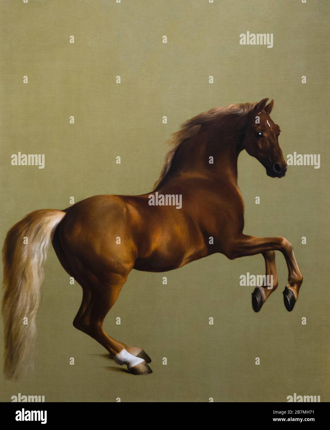 Whistlejacket, George Stubbs, circa 1762 Stock Photo - Alamy