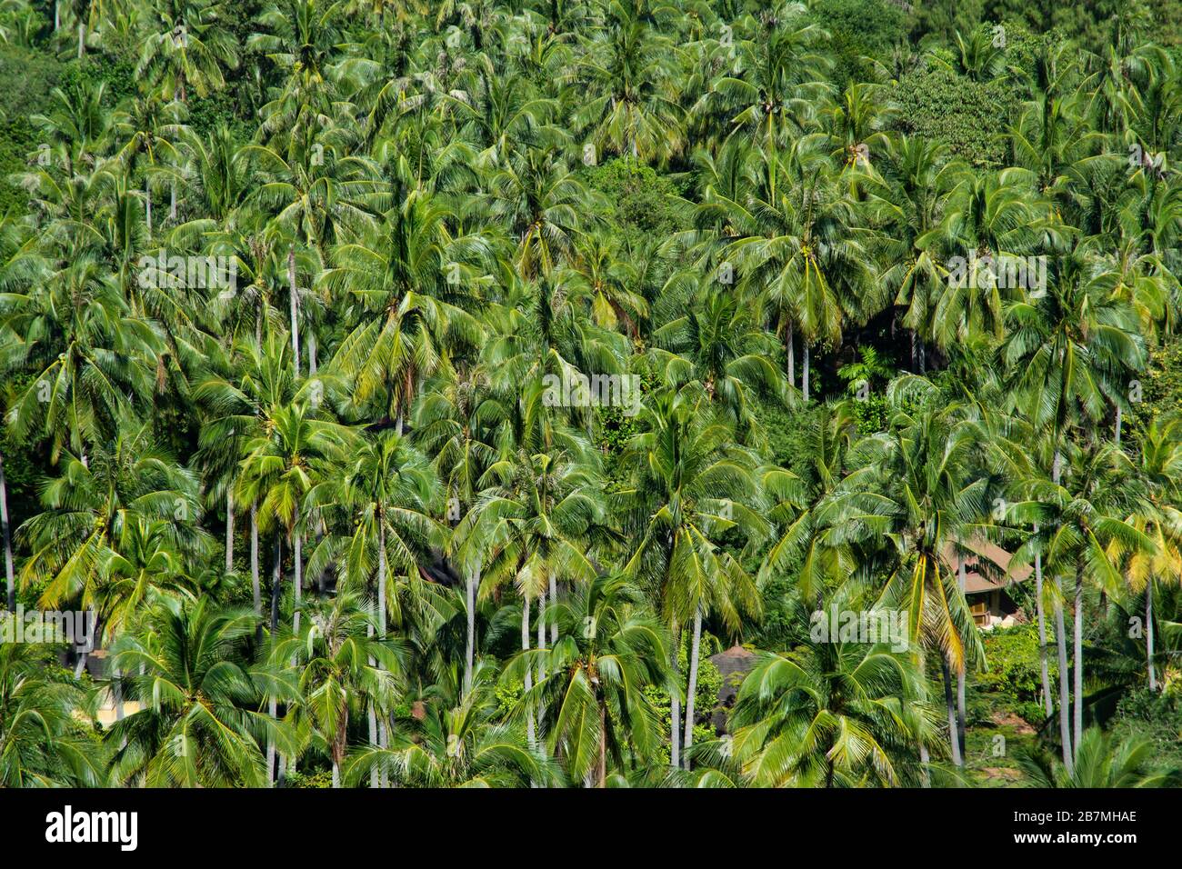 Jungle top view hi-res stock photography and images - Alamy