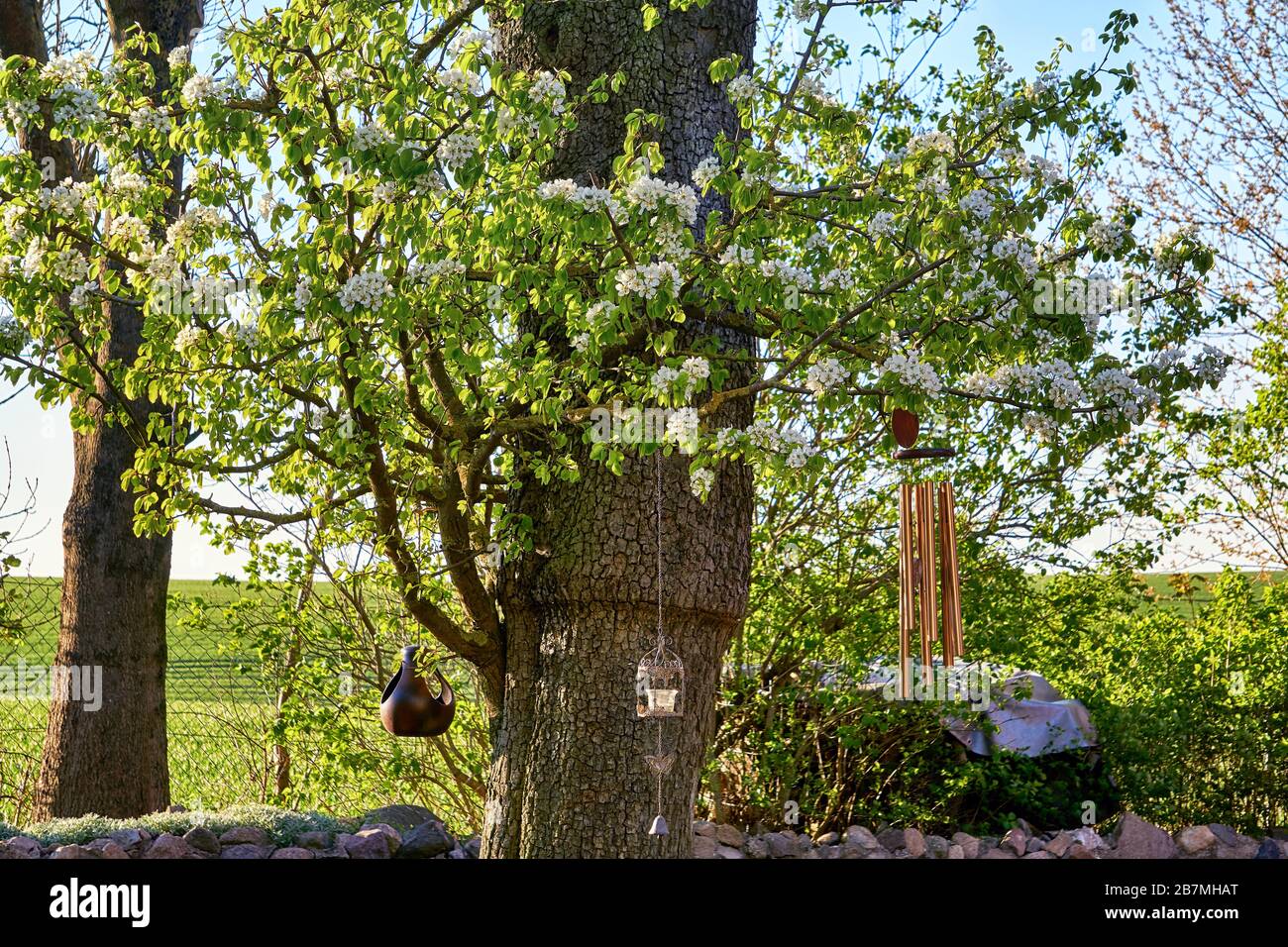 Pear tree pot hi-res stock photography and images - Alamy