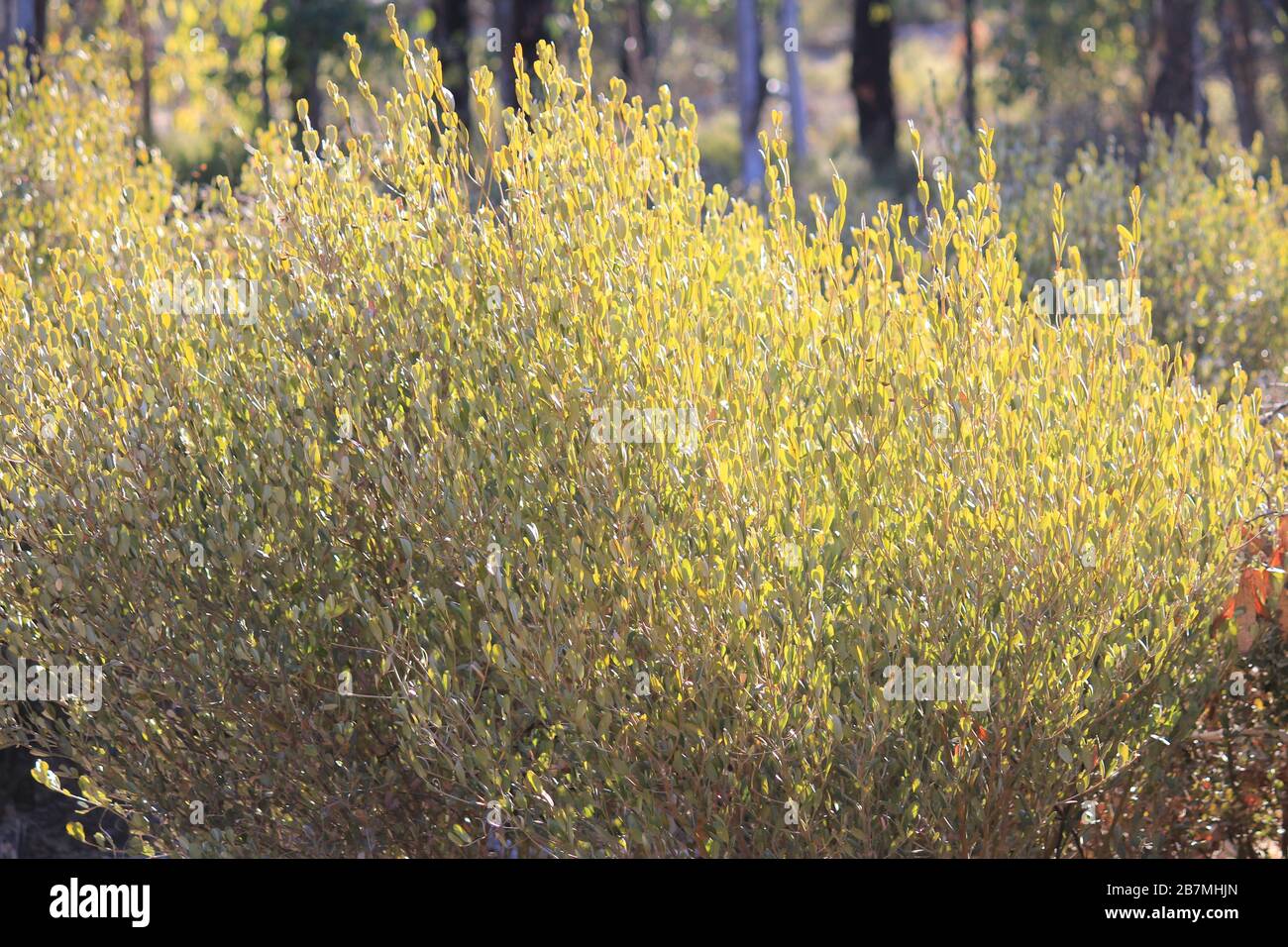 Acacia microbotrya hi-res stock photography and images - Alamy