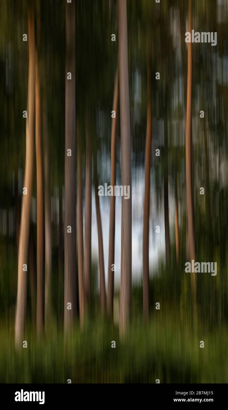 marks hall tress with blur effect colchester essex england uk Stock ...