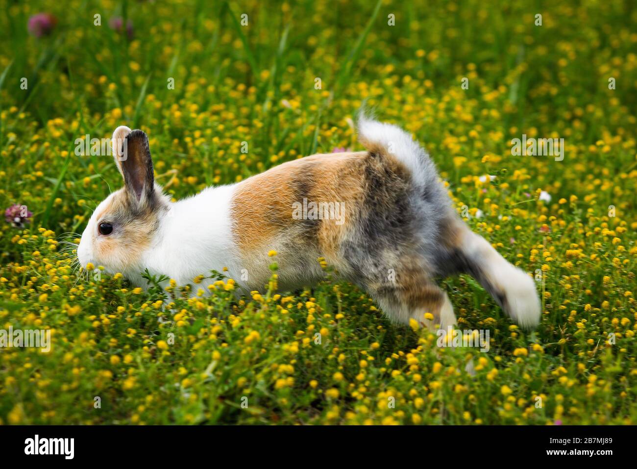 Animali da campo hi-res stock photography and images - Alamy
