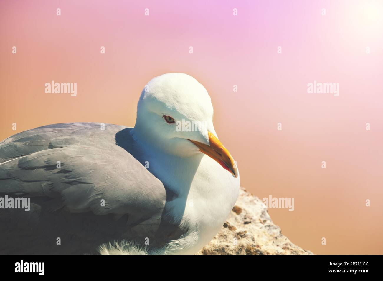 Portrait of a seagull on a pink background Stock Photo - Alamy