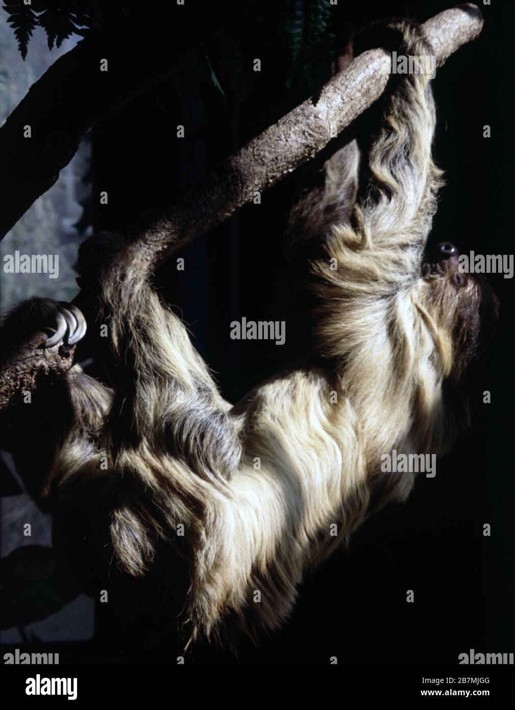 Brown-throated three-toed sloth, Bradypus variegatus Stock Photo - Alamy