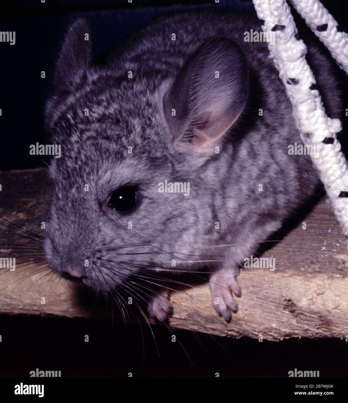 Chinchilla lanigera hi-res stock photography and images - Alamy