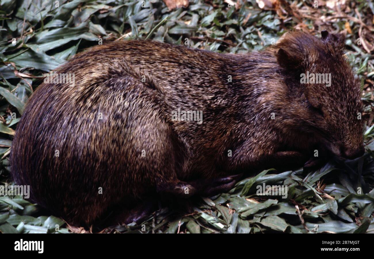 Golden agouti, Dasyprocta aguti Stock Photo - Alamy