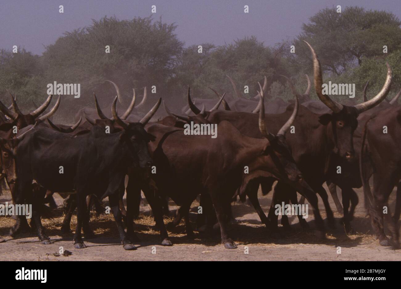 Bos taurus indicus hi-res stock photography and images - Alamy