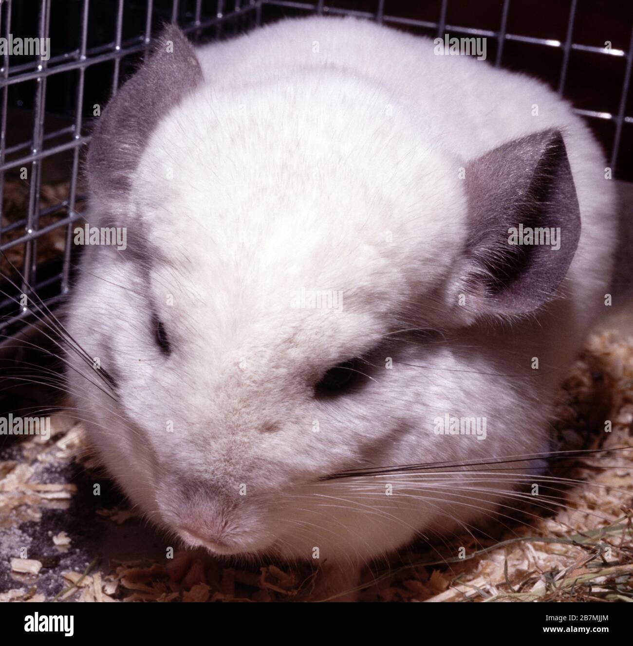 Albino Long-tailed chinchilla (Chinchilla lanigera), domestic breed ...