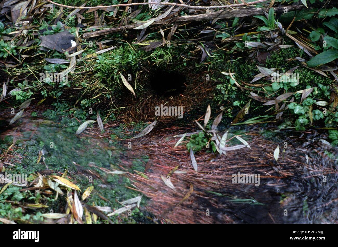 Burrow of European or northern water vole, Arvicola amphibius Stock ...