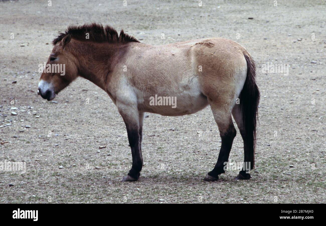 Tarpan (Equus ferus ferus Stock Photo - Alamy