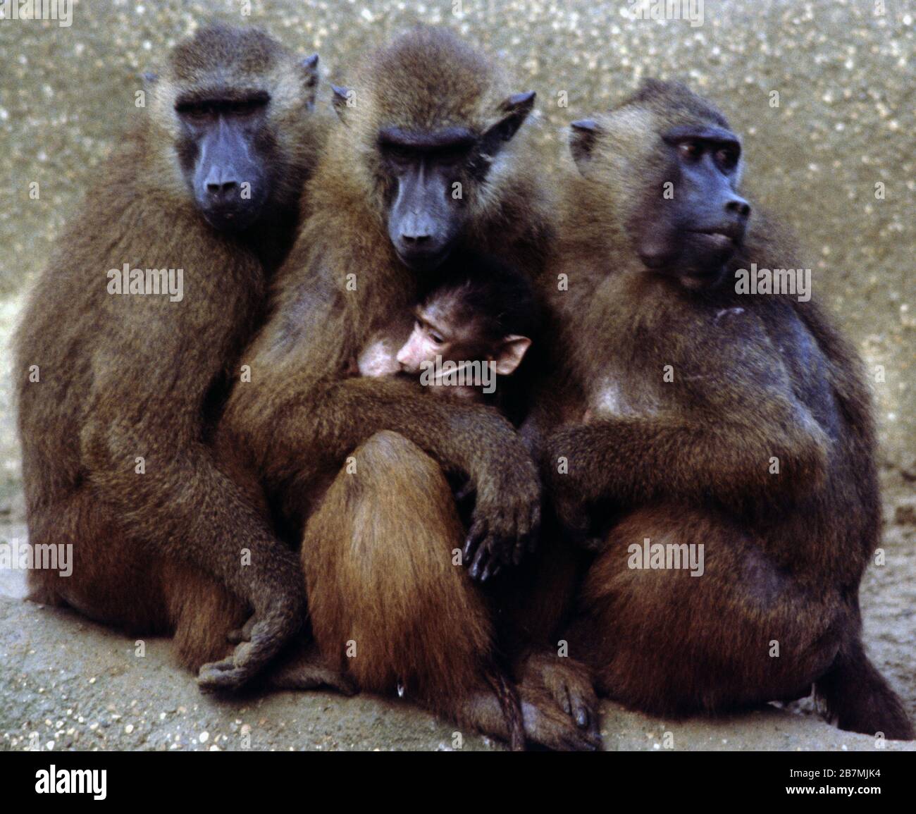 Olive anatomy hi-res stock photography and images - Alamy