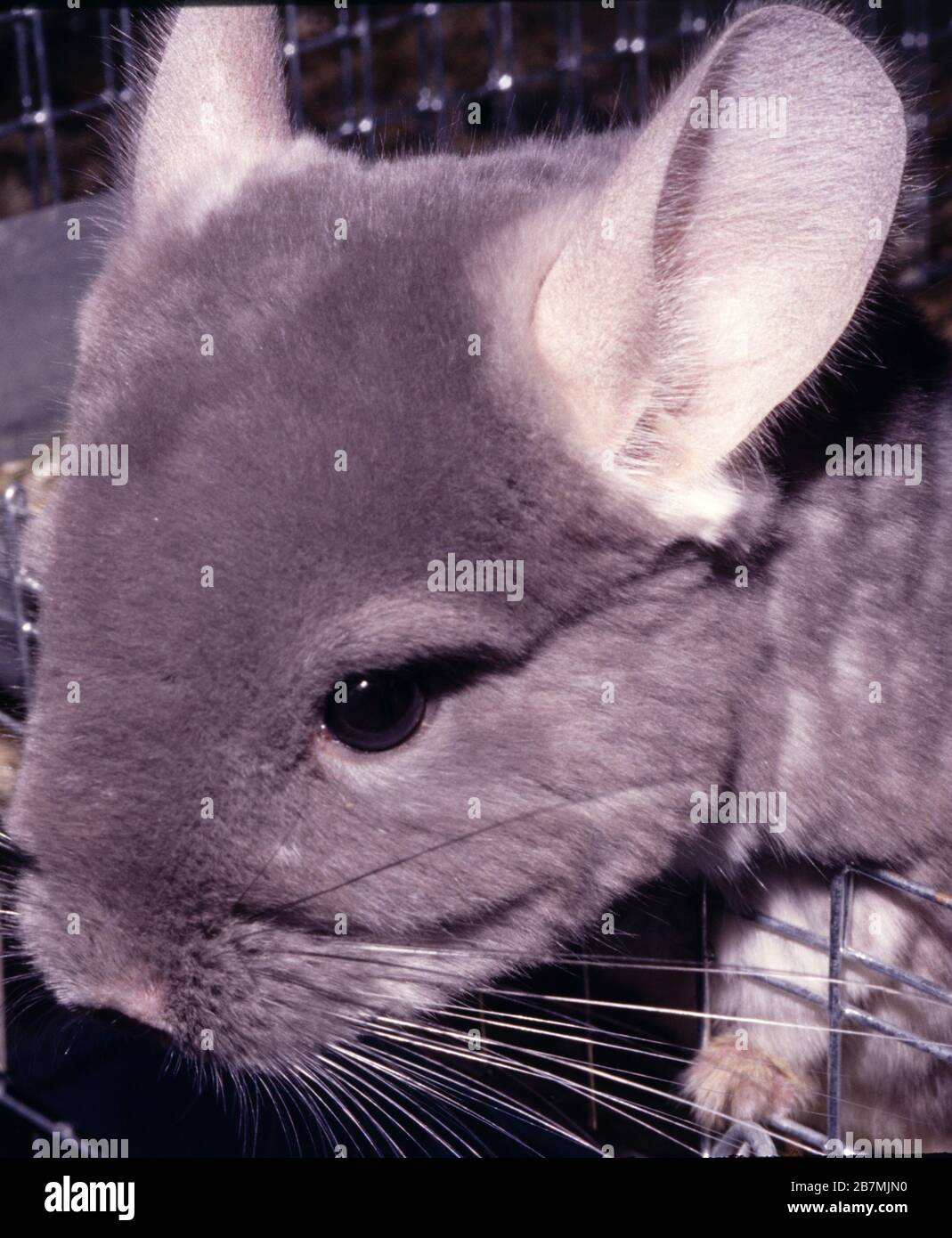 Long tailed chinchilla hi-res stock photography and images - Alamy