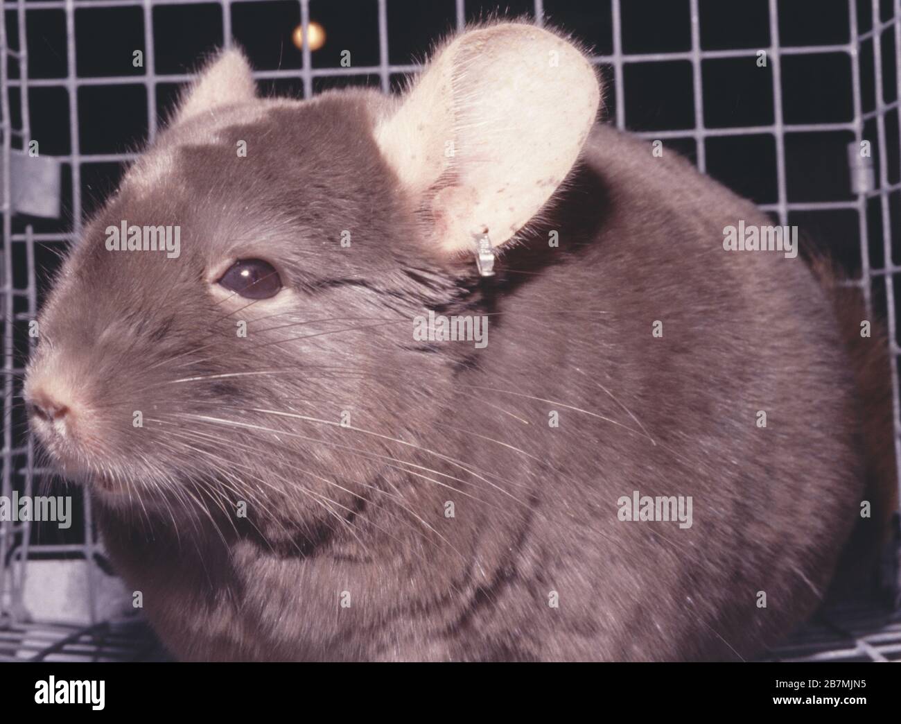 Long-tailed chinchilla (Chinchilla lanigera), domestic breed Stock ...