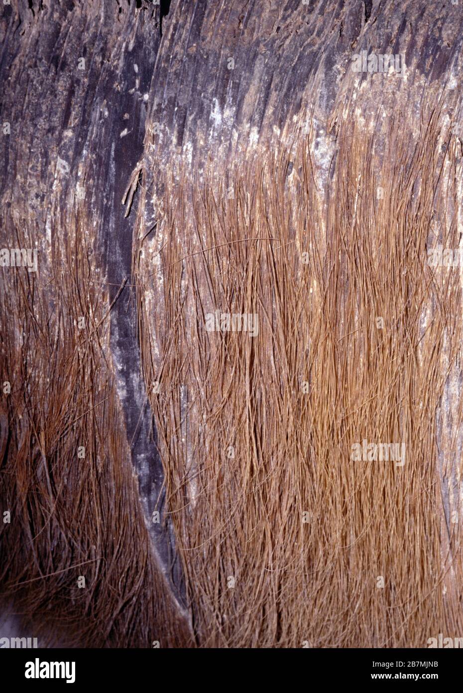 Baleen plates hi-res stock photography and images - Alamy