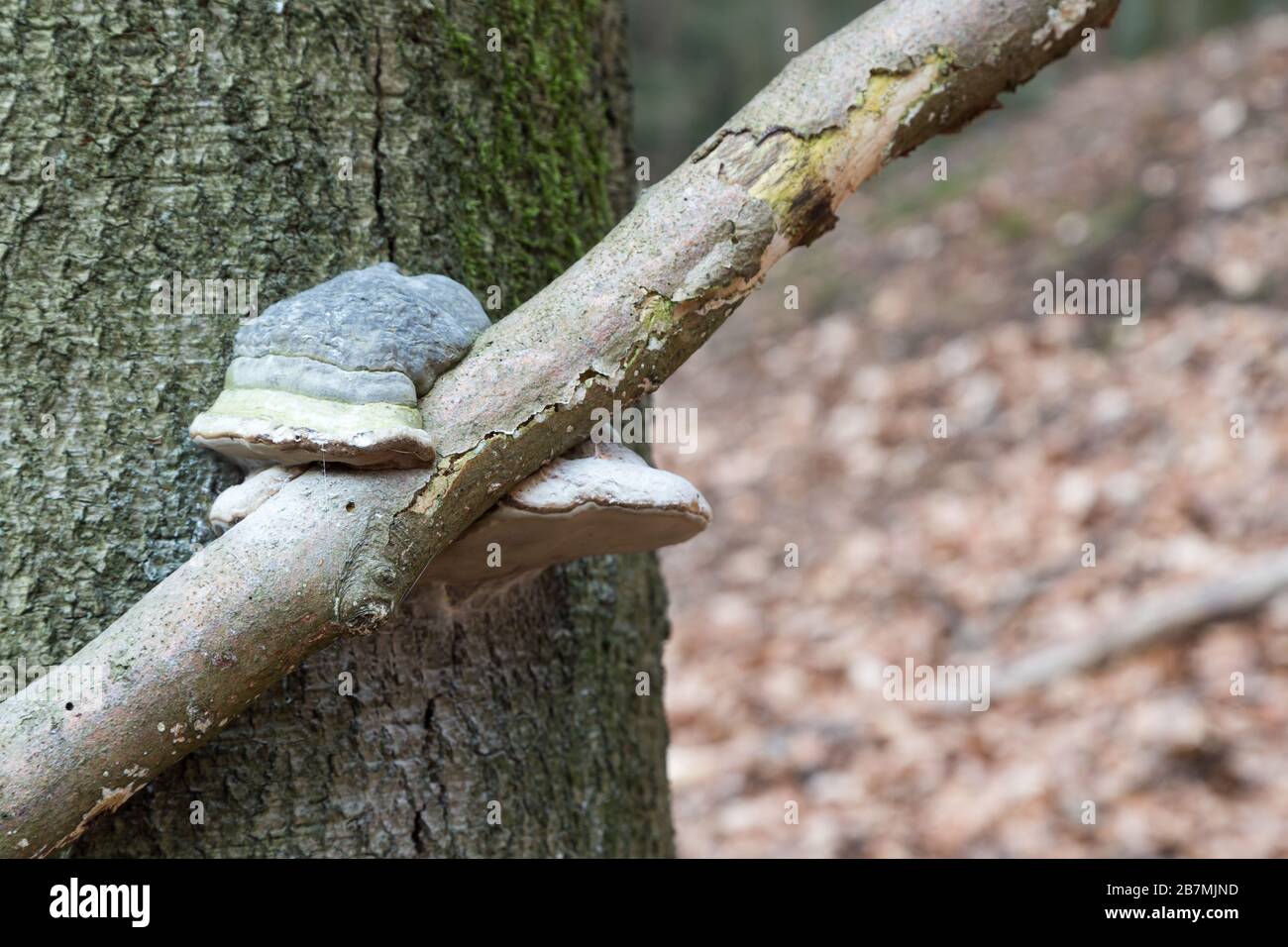 tinder sponge on dead tree holding a branch Stock Photo - Alamy