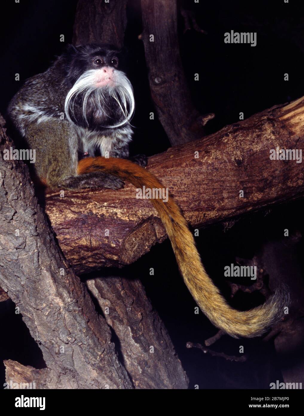 Emperor tamarin, Saguinus imperator Stock Photo - Alamy