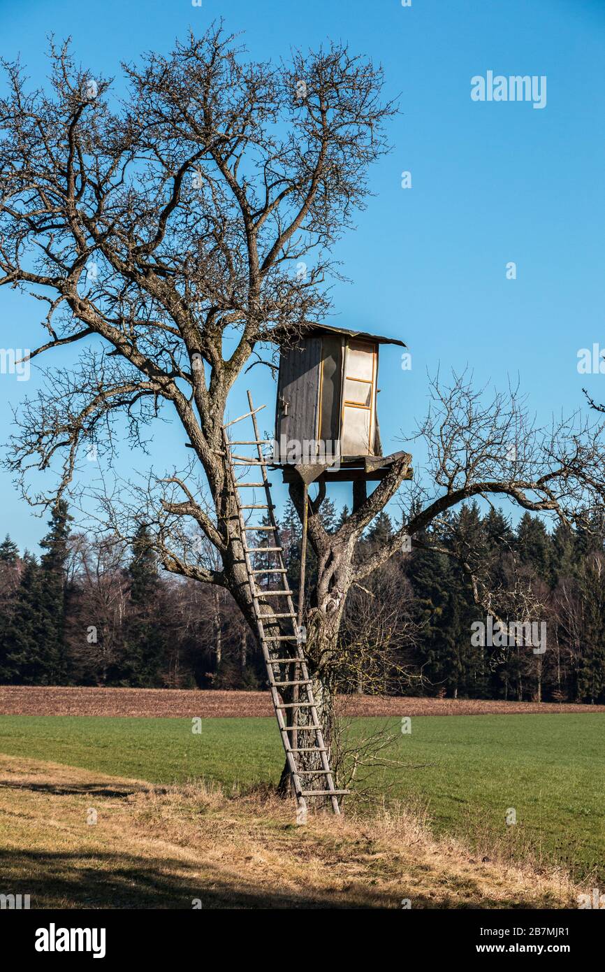 Shaky raised hide up on top of a high tree Stock Photo - Alamy