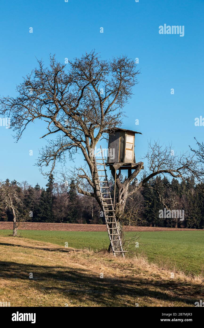 Shaky raised hide up on top of a high tree Stock Photo - Alamy