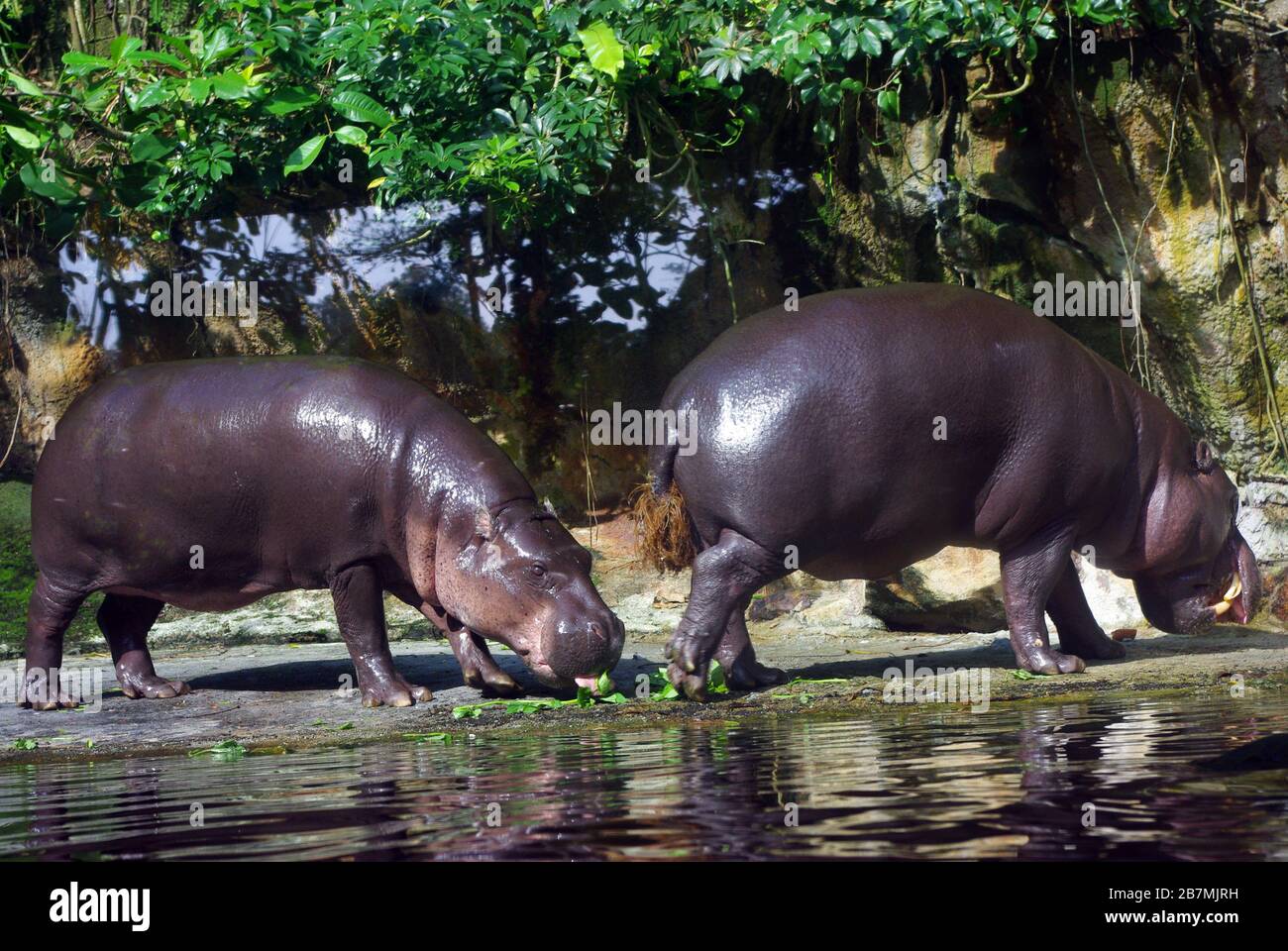 Hippopotamus museum natural history museum hi-res stock photography and ...
