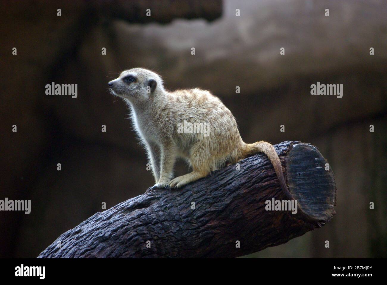 Suricate snake hi-res stock photography and images - Alamy