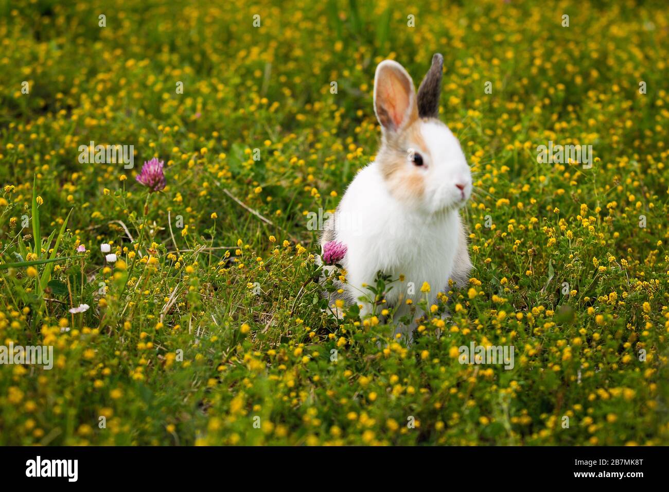 Animali da campo hi-res stock photography and images - Alamy