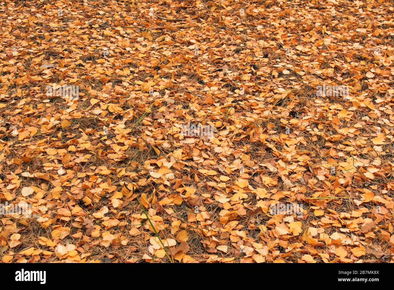 Dry autumn leaves on the ground as a background Stock Photo - Alamy