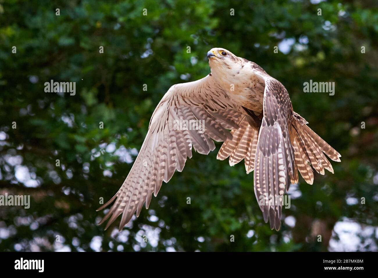 Saker falcon in flight (Falco cherrug), Falconry Stock Photo - Alamy