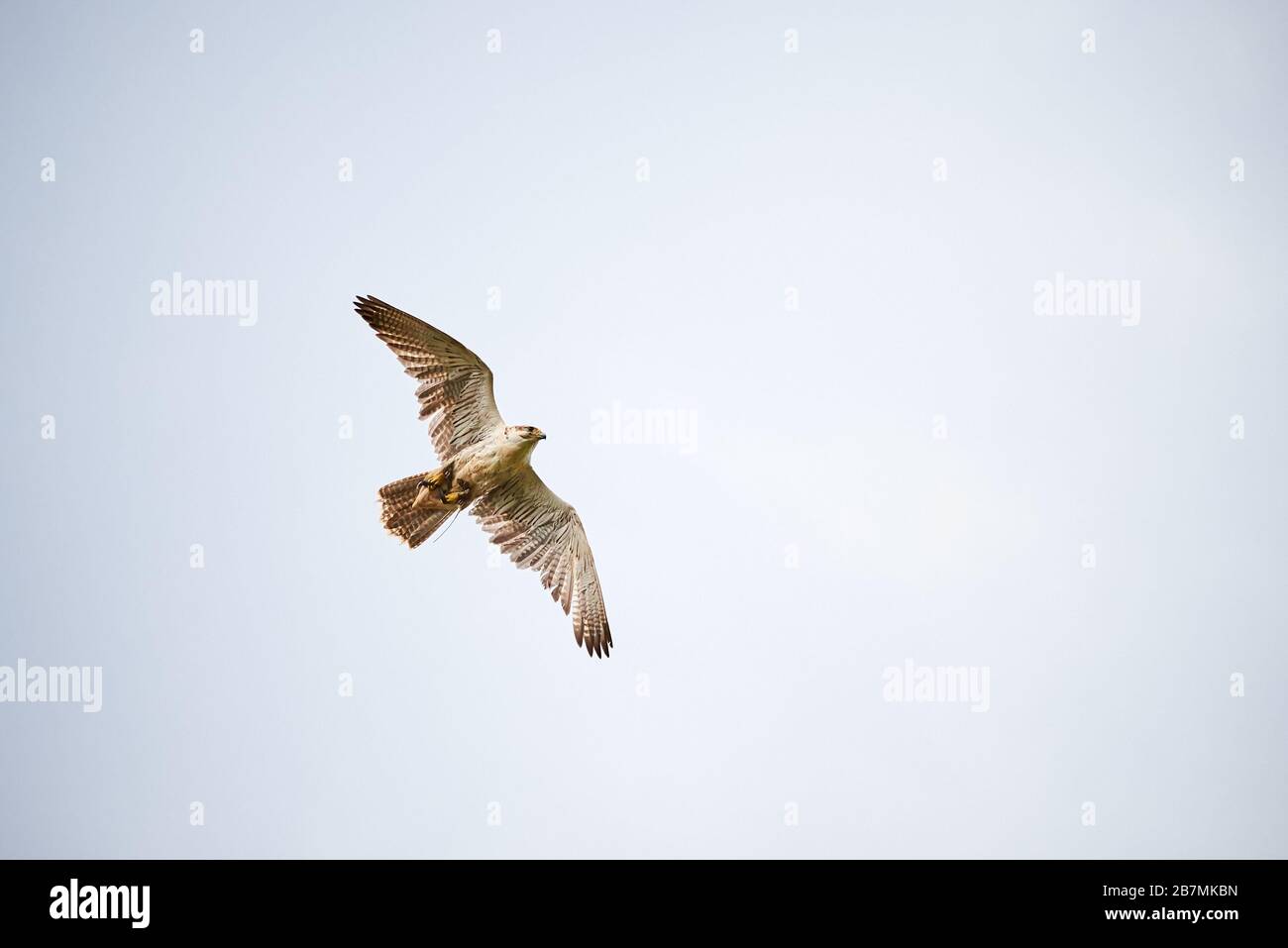 Saker falcon in flight (Falco cherrug), Falconry Stock Photo - Alamy