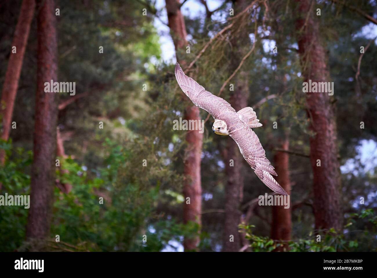White saker falcon hi-res stock photography and images - Alamy