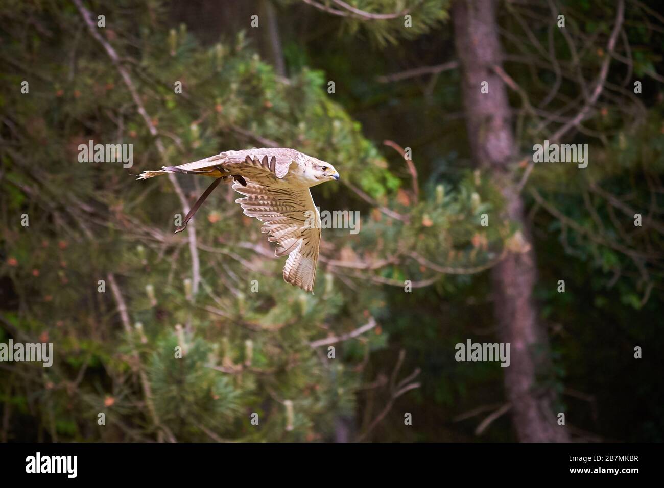 Saker Falcon In Flight High Resolution Stock Photography and Images - Alamy
