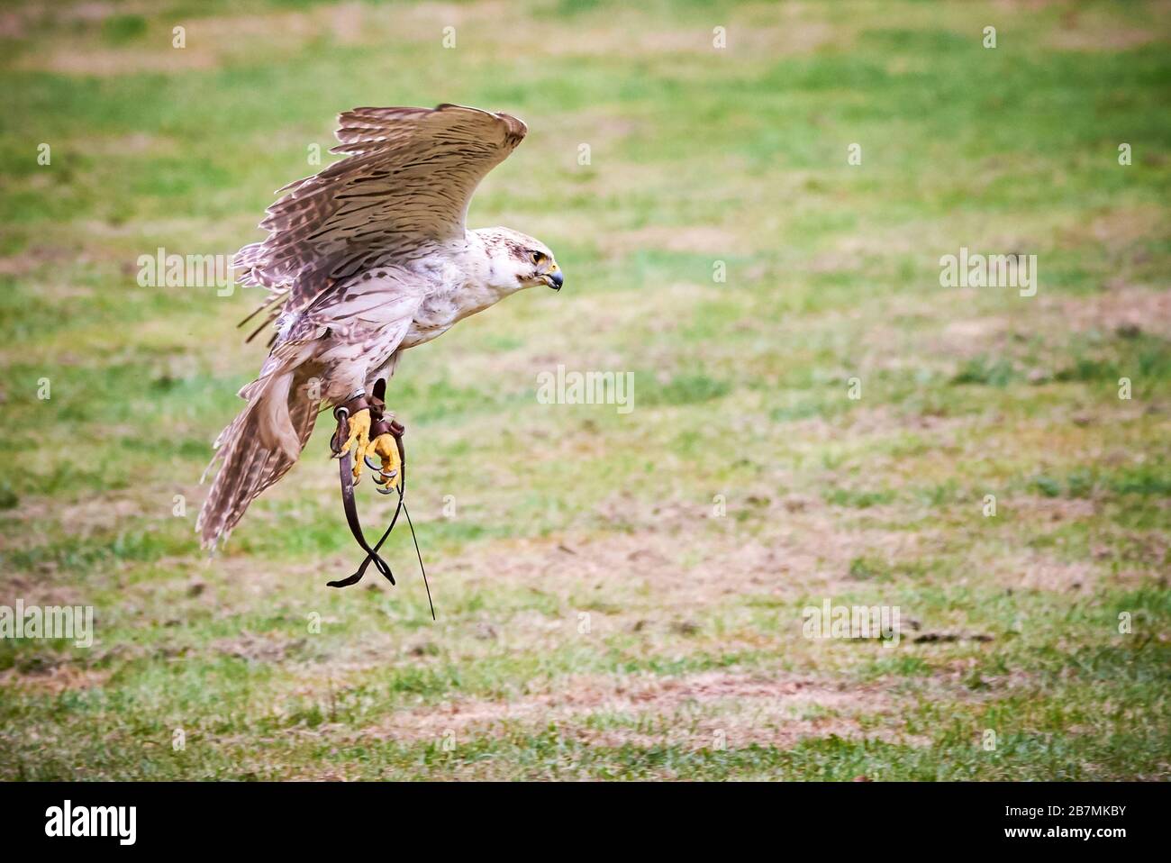 Saker falcon in flight (Falco cherrug), Falconry Stock Photo - Alamy