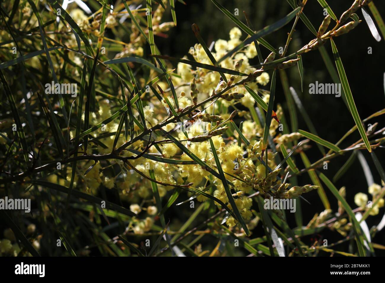 FOXES LAIR NATURE PARK Stock Photo - Alamy