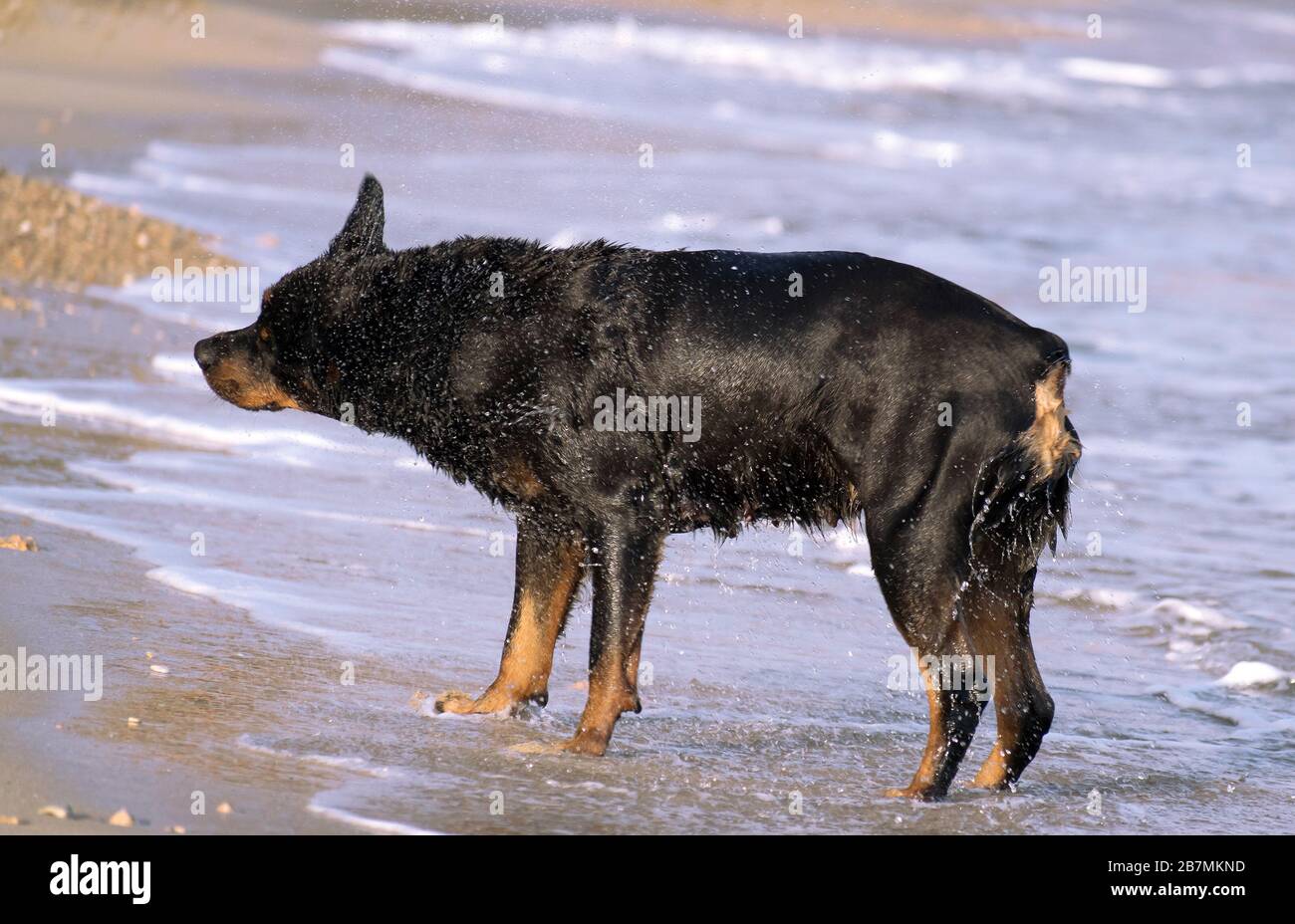 A Rottweiler running at the beach during summertime. Dangerous breed ...