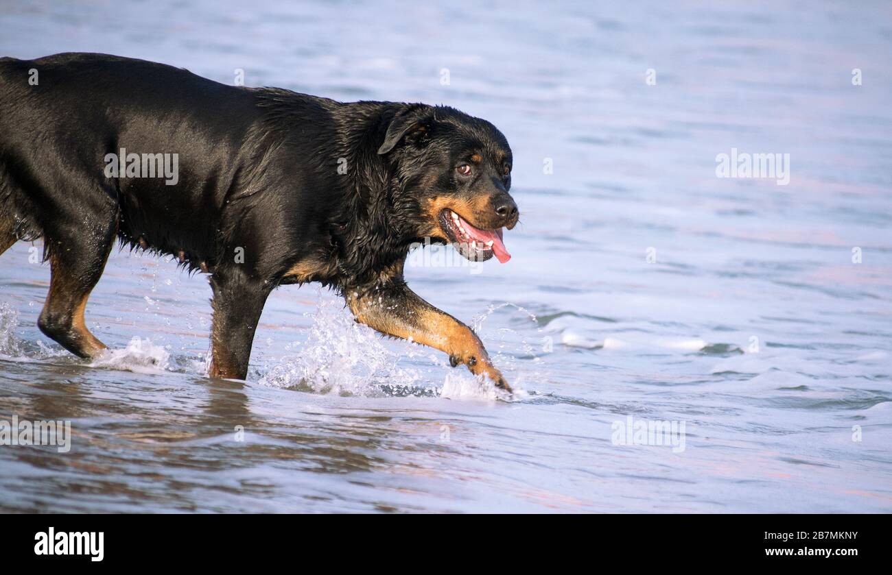Taking leash off dog hi-res stock photography and images - Alamy