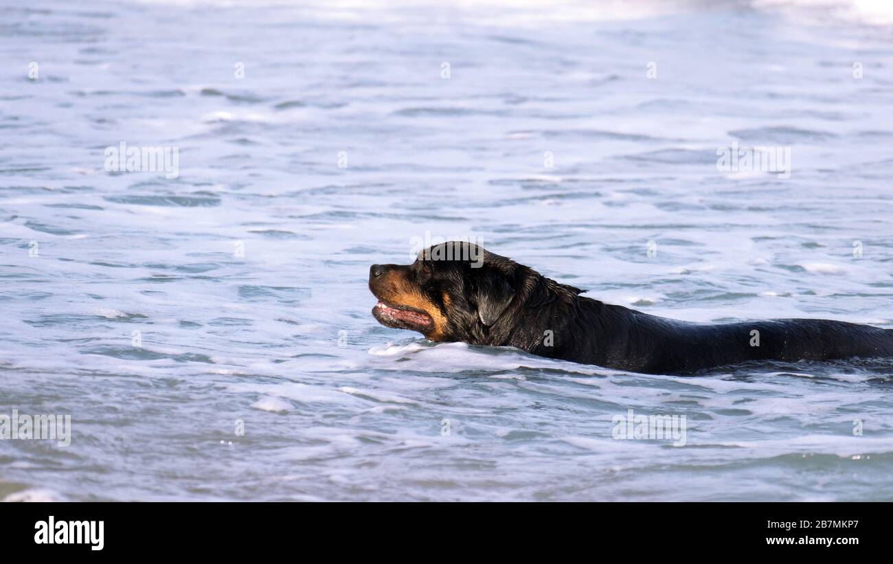 A Rottweiler running at the beach during summertime. Dangerous breed ...