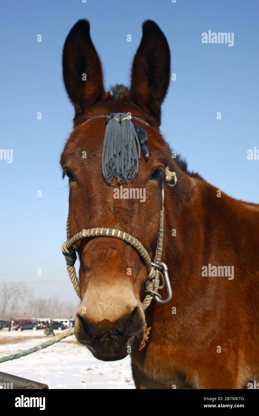 closeup of horse's head Stock Photo - Alamy