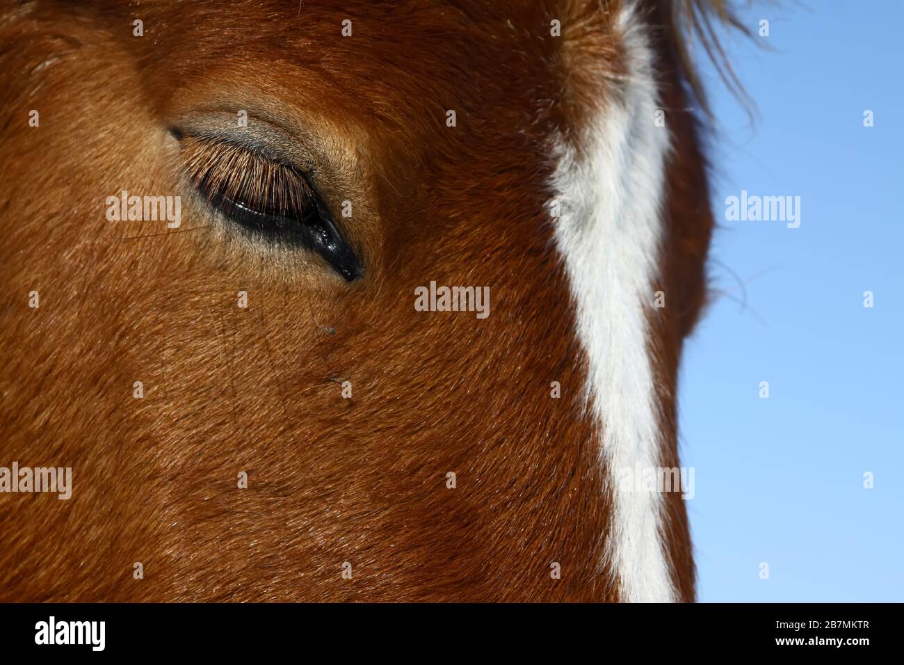 closeup of horse's eyes Stock Photo - Alamy