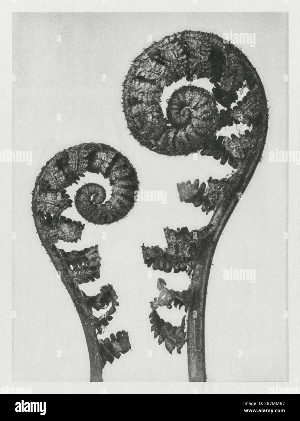 Karl blossfeldt fern hi-res stock photography and images - Alamy