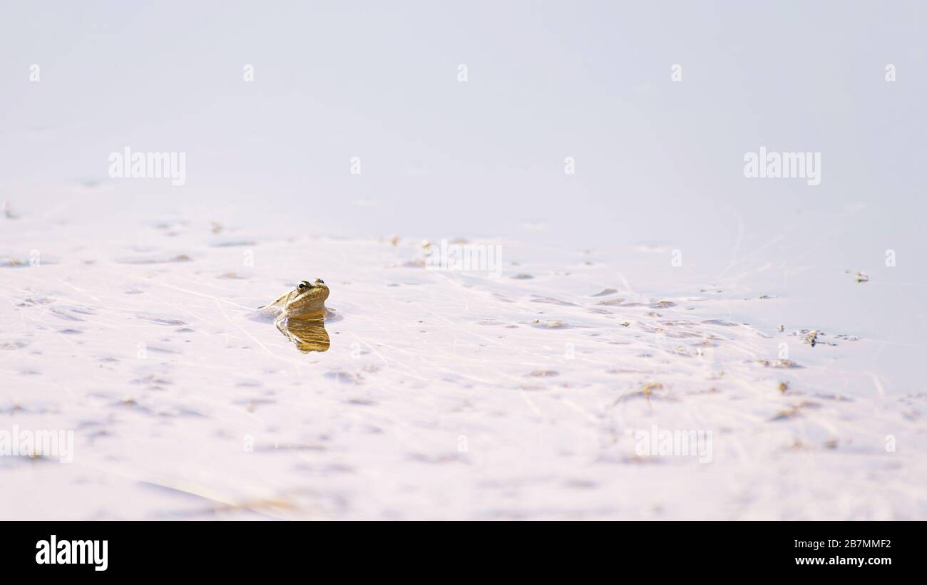 A lonely male common frog floating on the surface of the water Stock ...