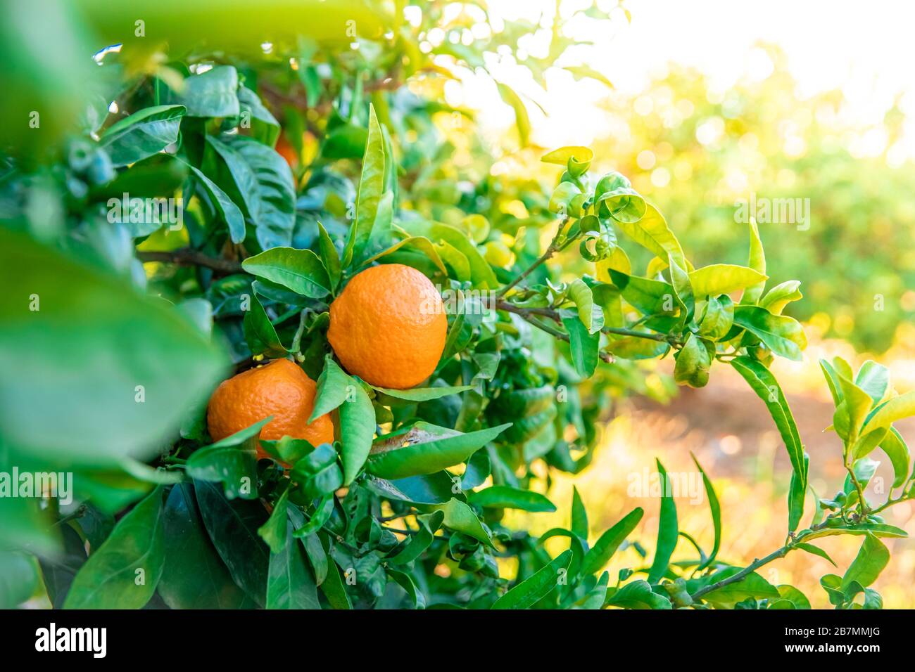 ripe tangerines on a tree before harvest Stock Photo - Alamy