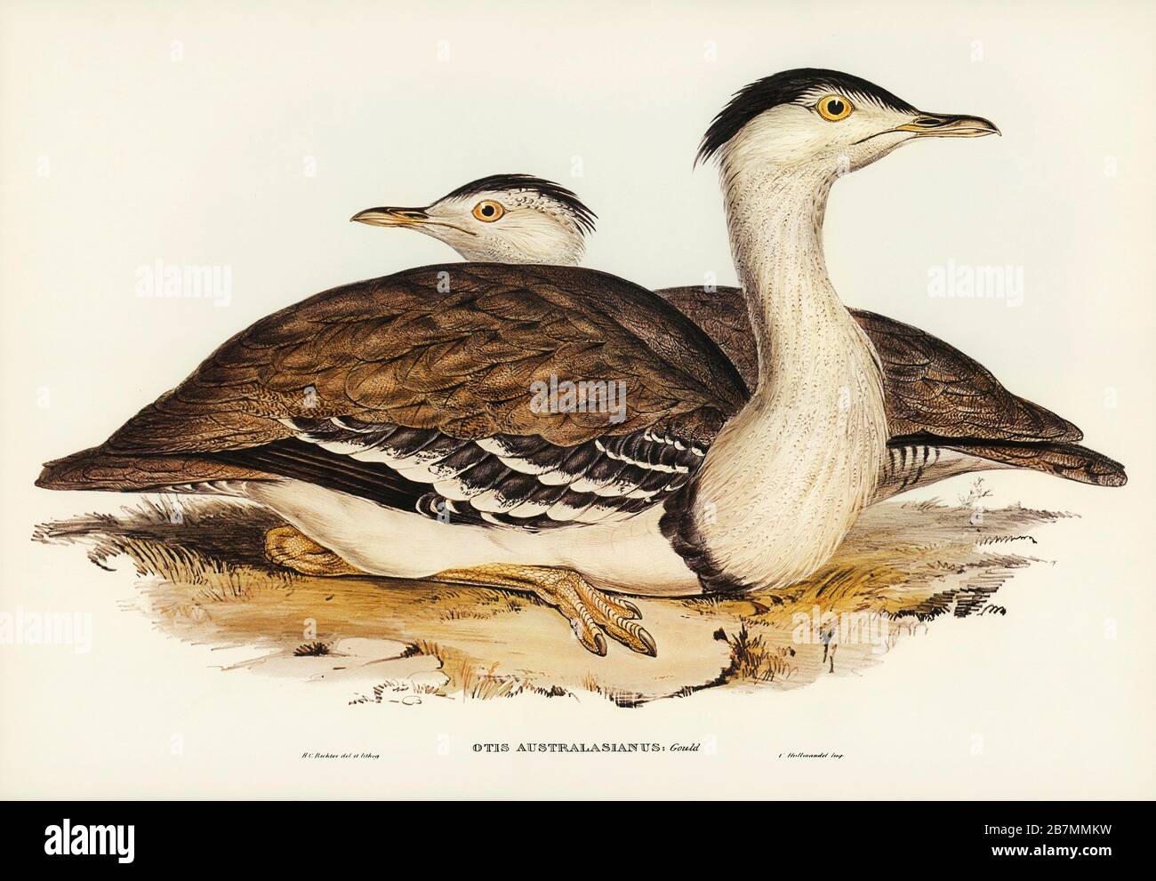 Australian bustard drawing hi-res stock photography and images - Alamy