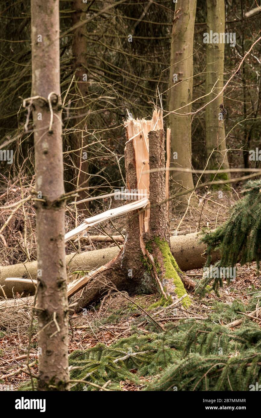 Broken trees after a big storm with big squalls Stock Photo - Alamy