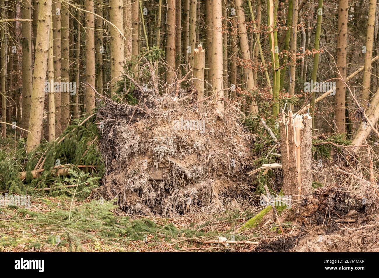 Broken trees after a big storm with big squalls Stock Photo - Alamy