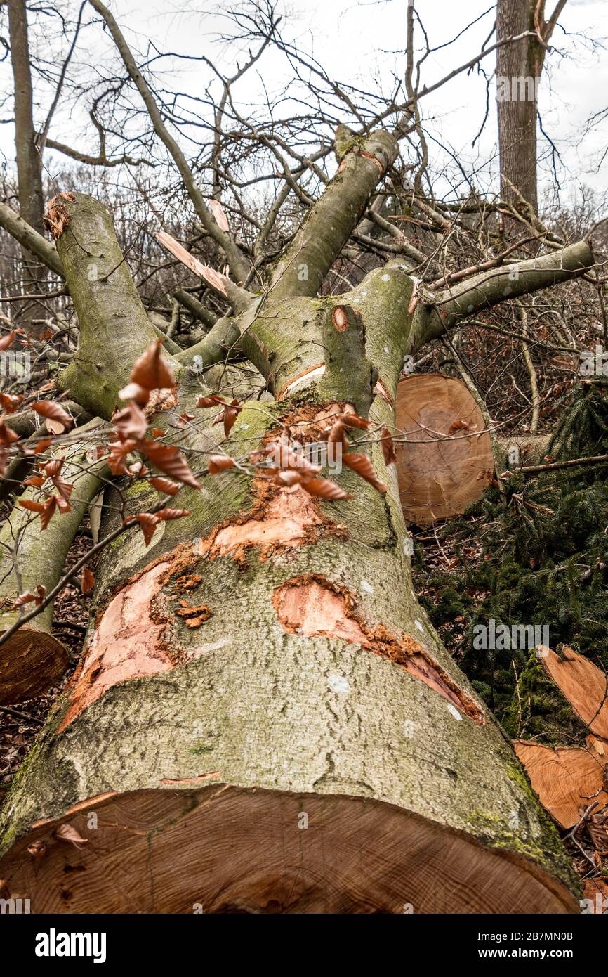 Broken trees after a big storm with big squalls Stock Photo - Alamy