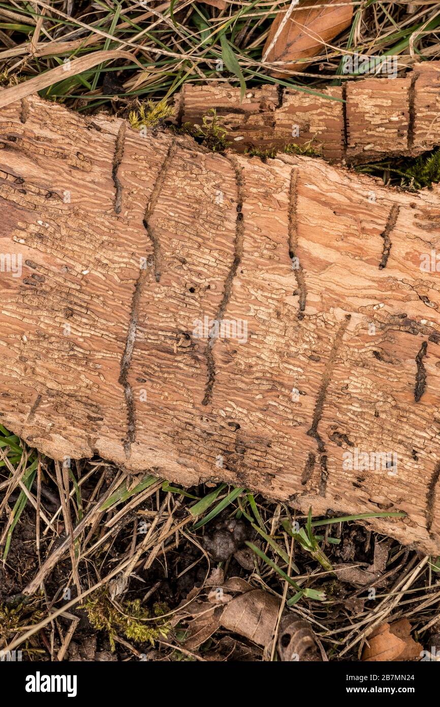 Many worm grooves on a wooden piece of tree bark Stock Photo - Alamy
