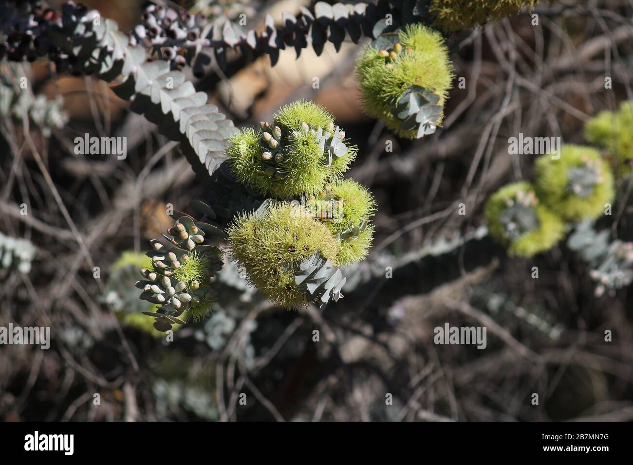 Manna wattle acacia microbotrya hi-res stock photography and images - Alamy