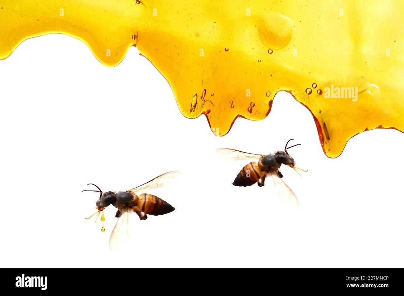 Bee honey abstract vector art hi-res stock photography and images - Alamy