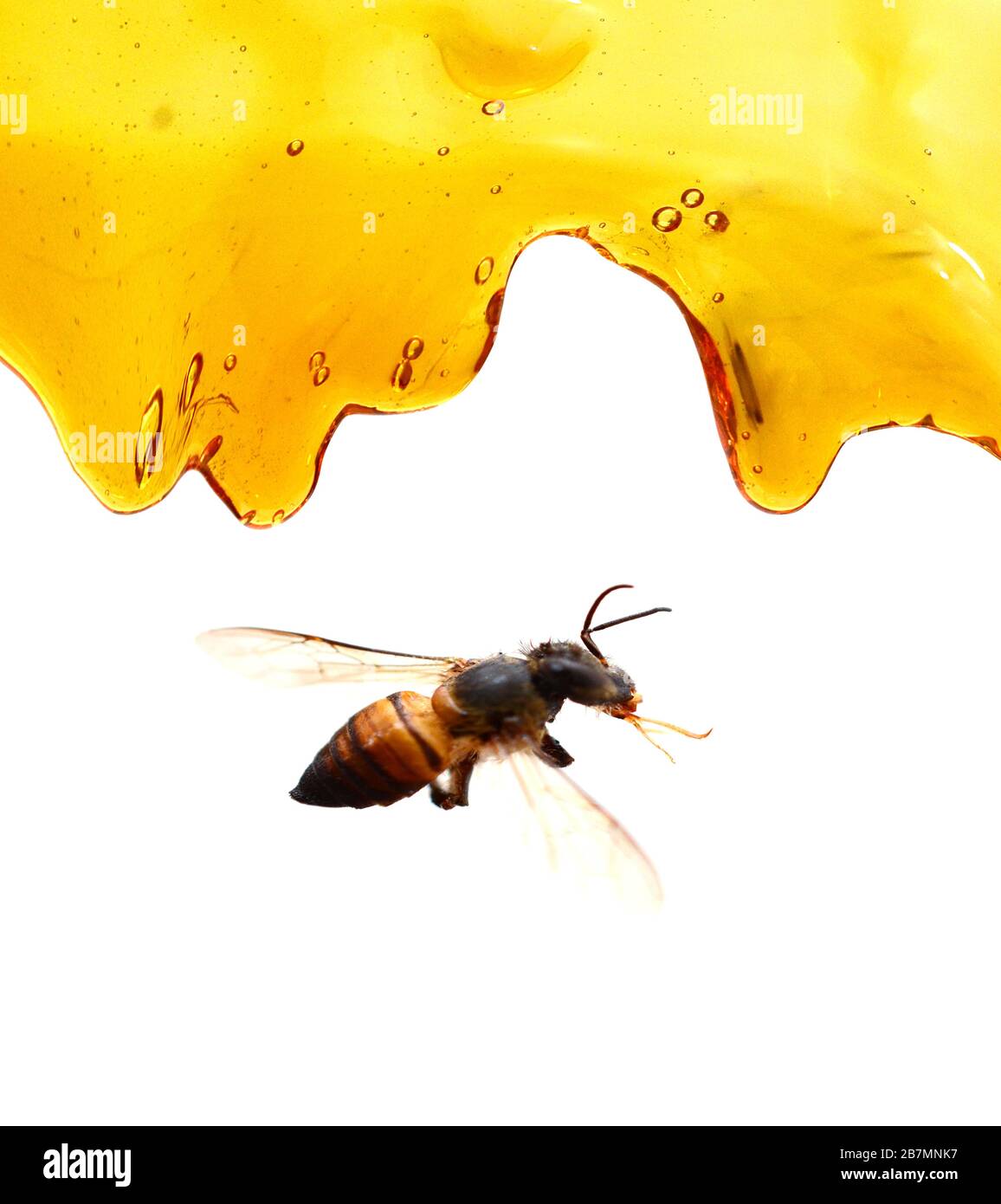 Sunflower scared of the bee hi-res stock photography and images - Alamy