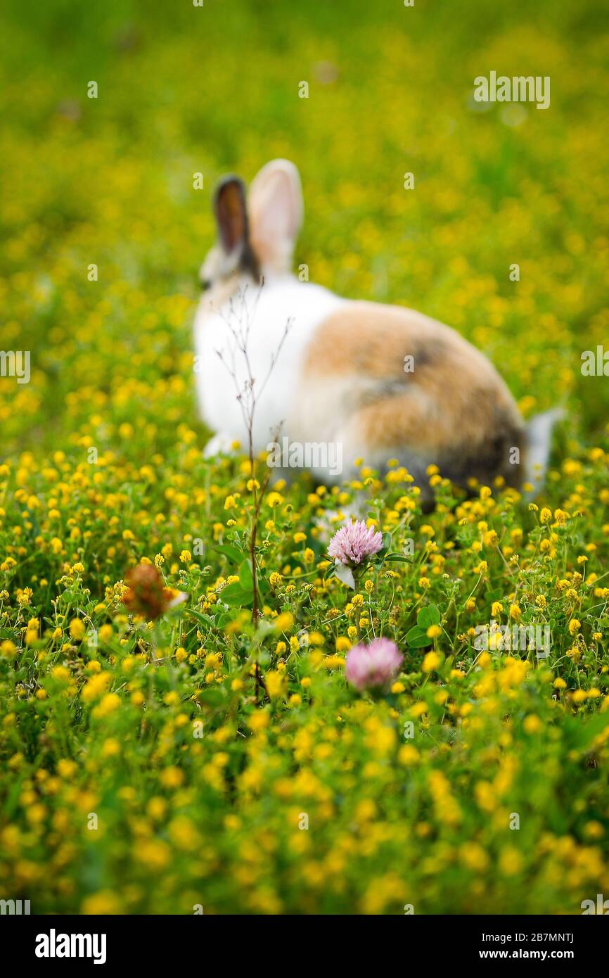 Animali hi-res stock photography and images - Alamy