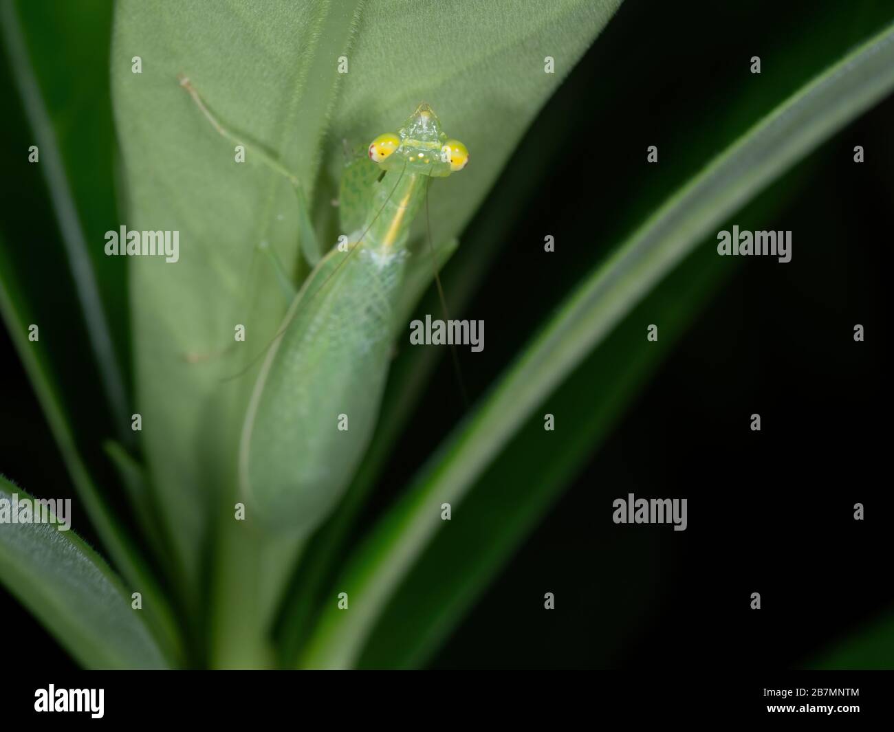 Macro Photography of Praying Mantis Camouflage on Green Leaf Stock ...